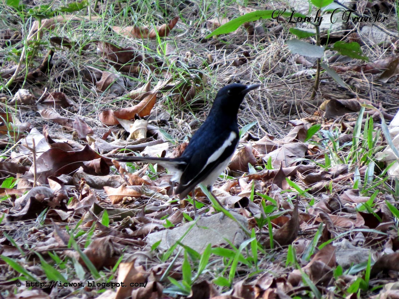 Oriental magpie-robin - Copsychus saularis