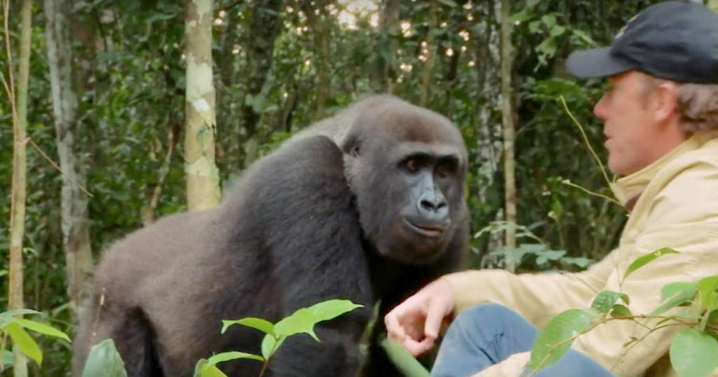 Fun World 4 U: After Raising a Gorilla as Family, He Set Him Free. Then ...