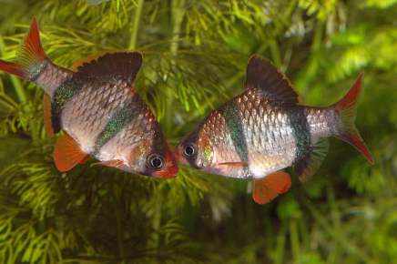 MORPHOLOGY FISH SUMATRA | FISH WORLDs.com