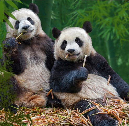 Bouillons de Cultures: Deux pandas géants attendus au printemps à Pairi ...