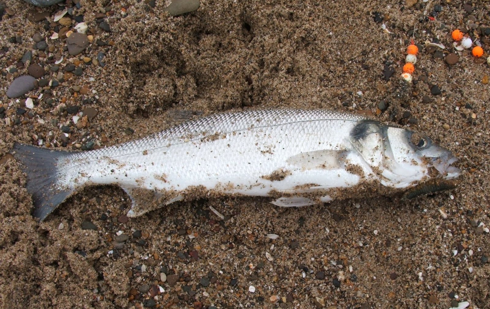 Wight Water Angling: A Bit of East Coast Fishing