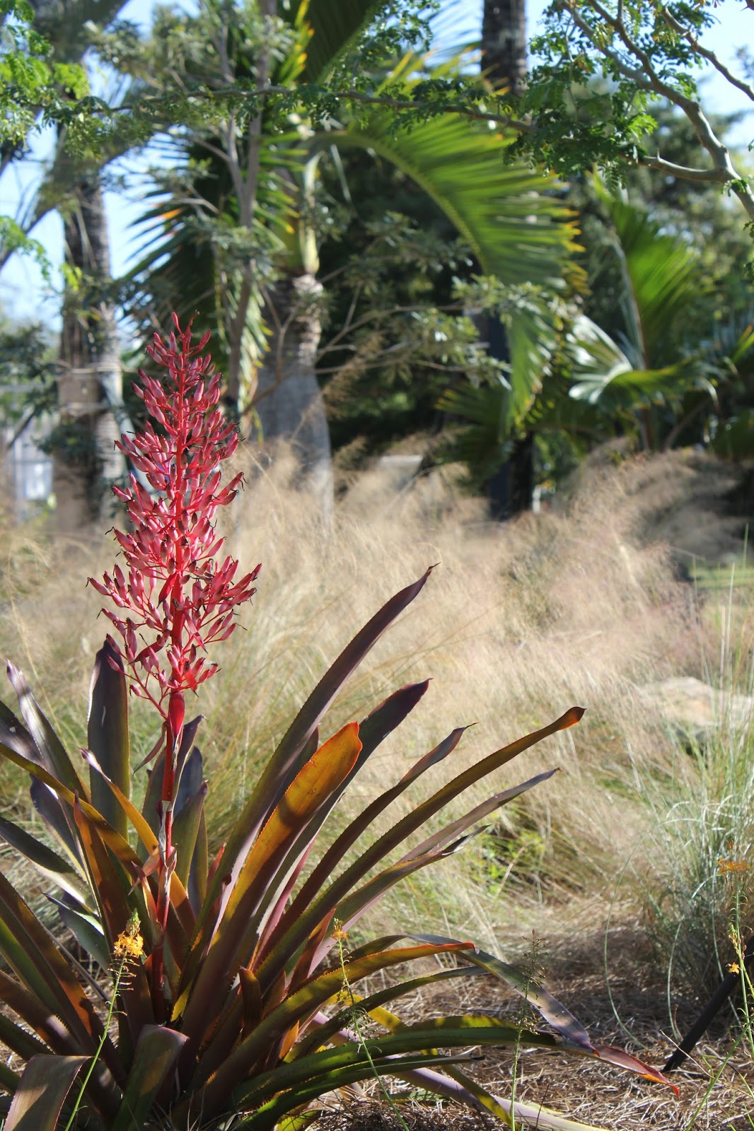 The Real SoBe: Tropical Plants | Flowers