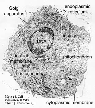 Animal, Plant and Bacteria Cell Organelles Review and Mini-Project