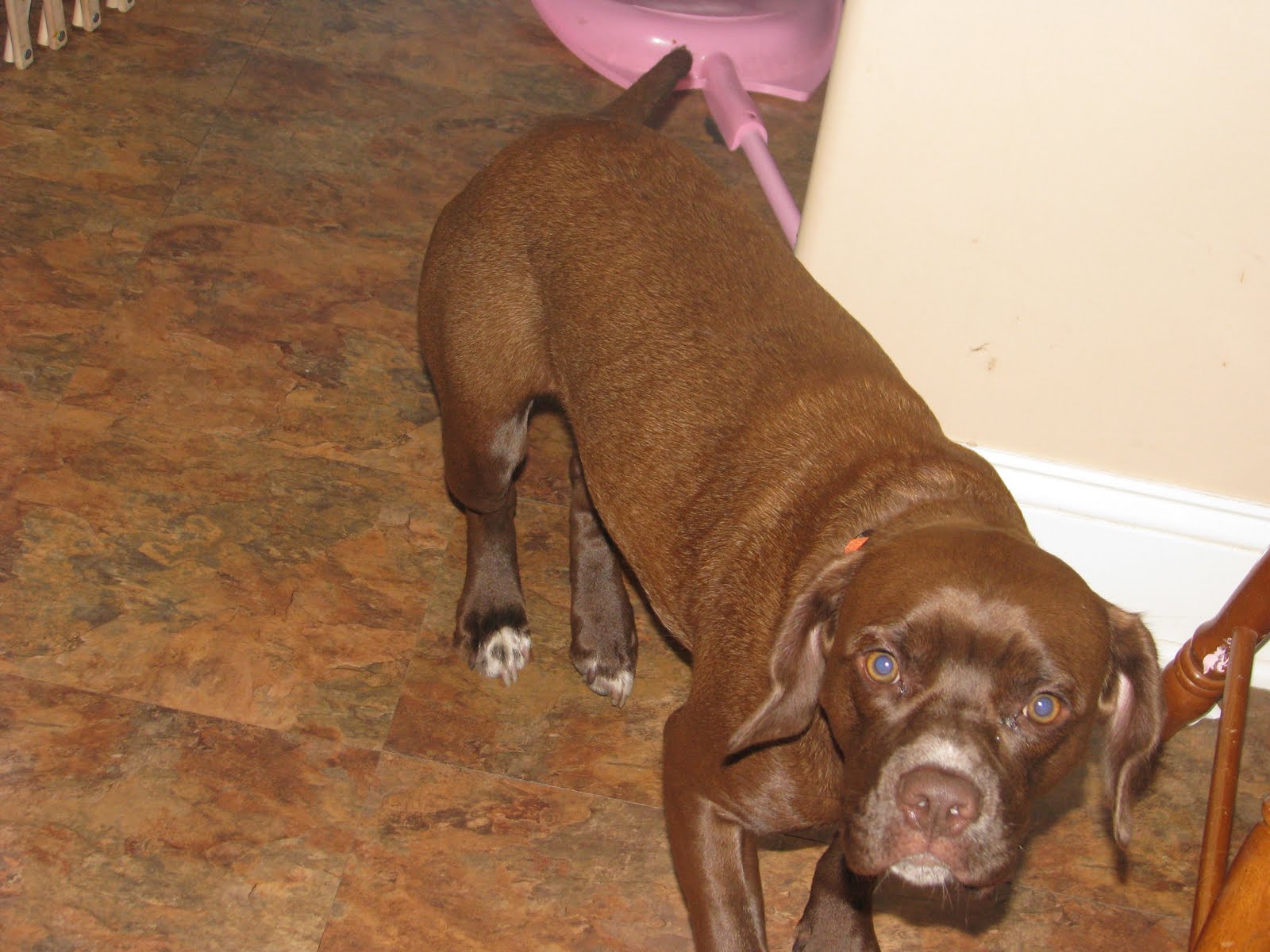ONE DOG AT A TIME RESCUE: Boomer - Chocolate Lab/mix - ADOPTED!!!