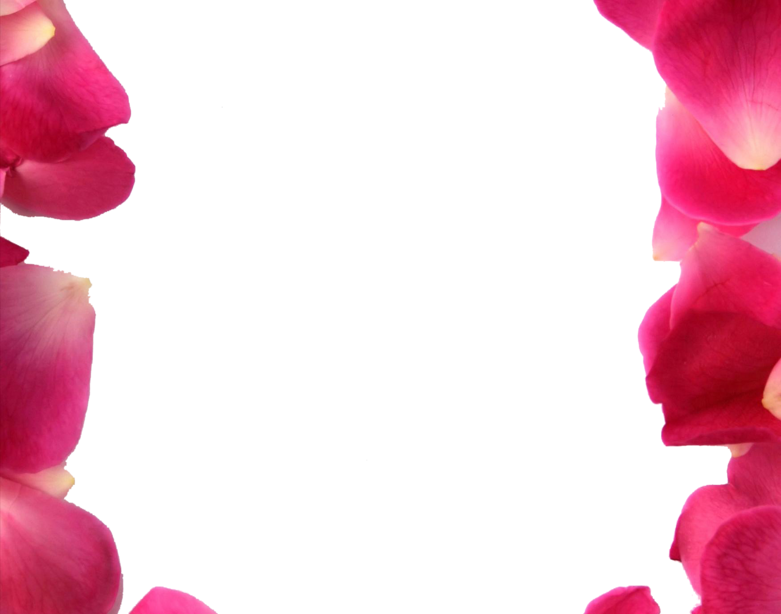 LatestPhotoshopimages: rose petal frame