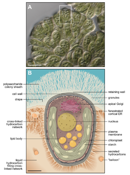 Mengenal Mikroalga Botryococcus braunii | LULUKADA