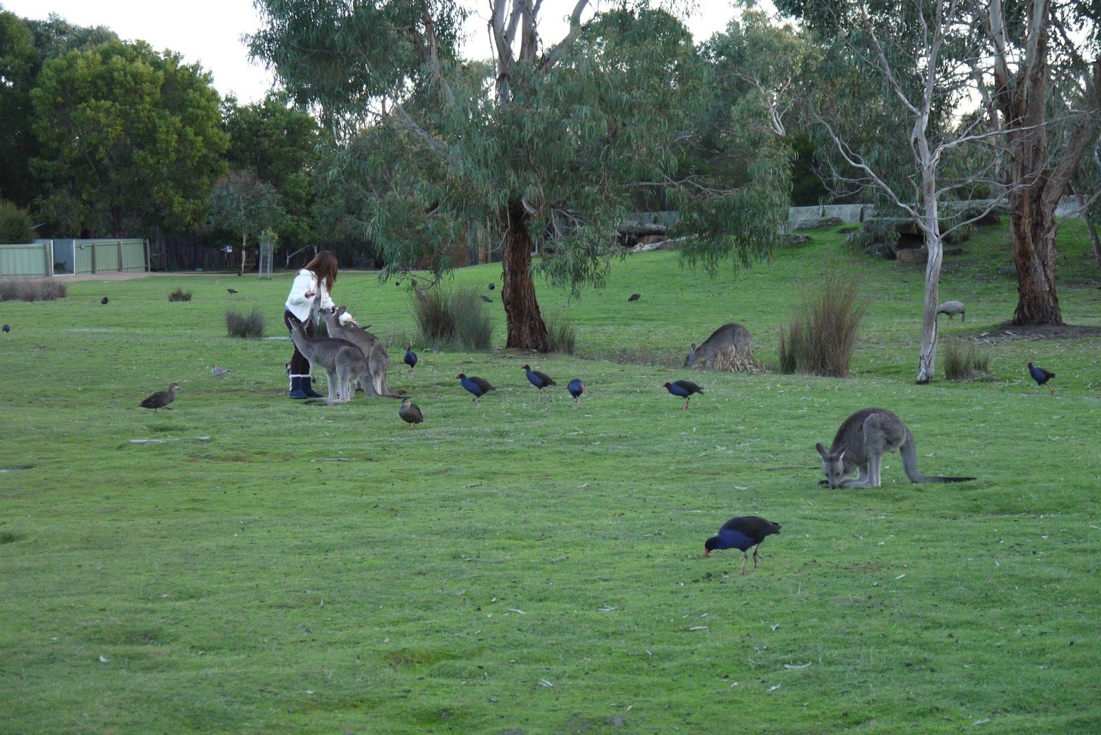 Andrea: A visit to Moonlit Sanctuary Wildlife Conservation Park ...