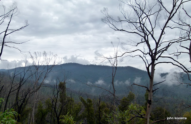 QUEENSLAND BIRDER - Birds and the natural world at home and away ...