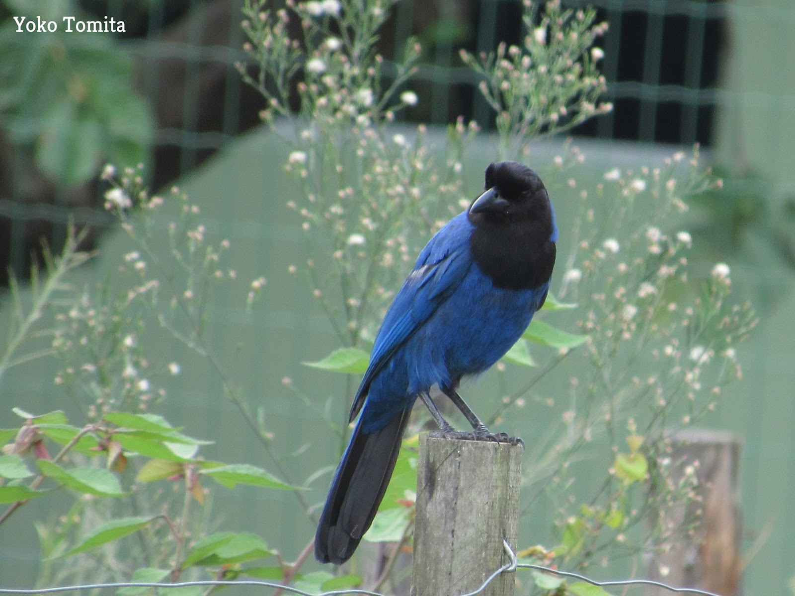 O que vejo da minha janela: Gralha- azul (Cyanocorax caeruleus)