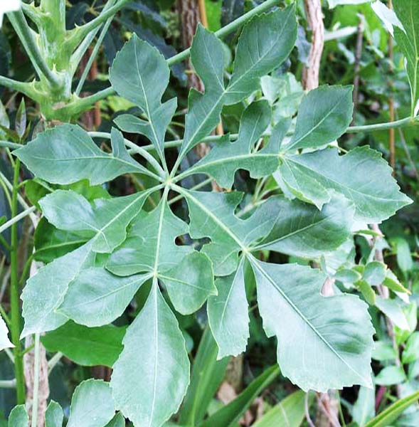 Pennsylvania Street Gardens: Plant profile: Cussonia