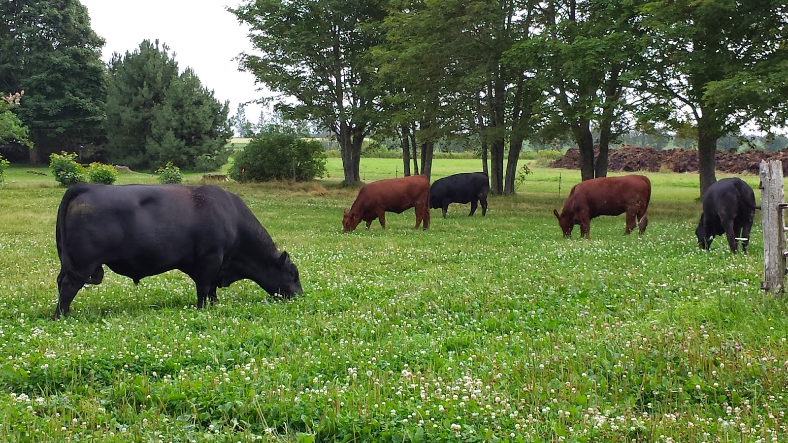 PEI Angus Association: Bred Heifers for Sale
