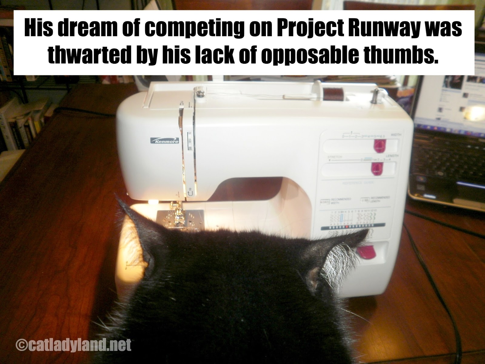 Catladyland: Cats are Funny: Alas, No Cat on Project Runway