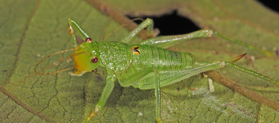 BunyipCo: March 2012