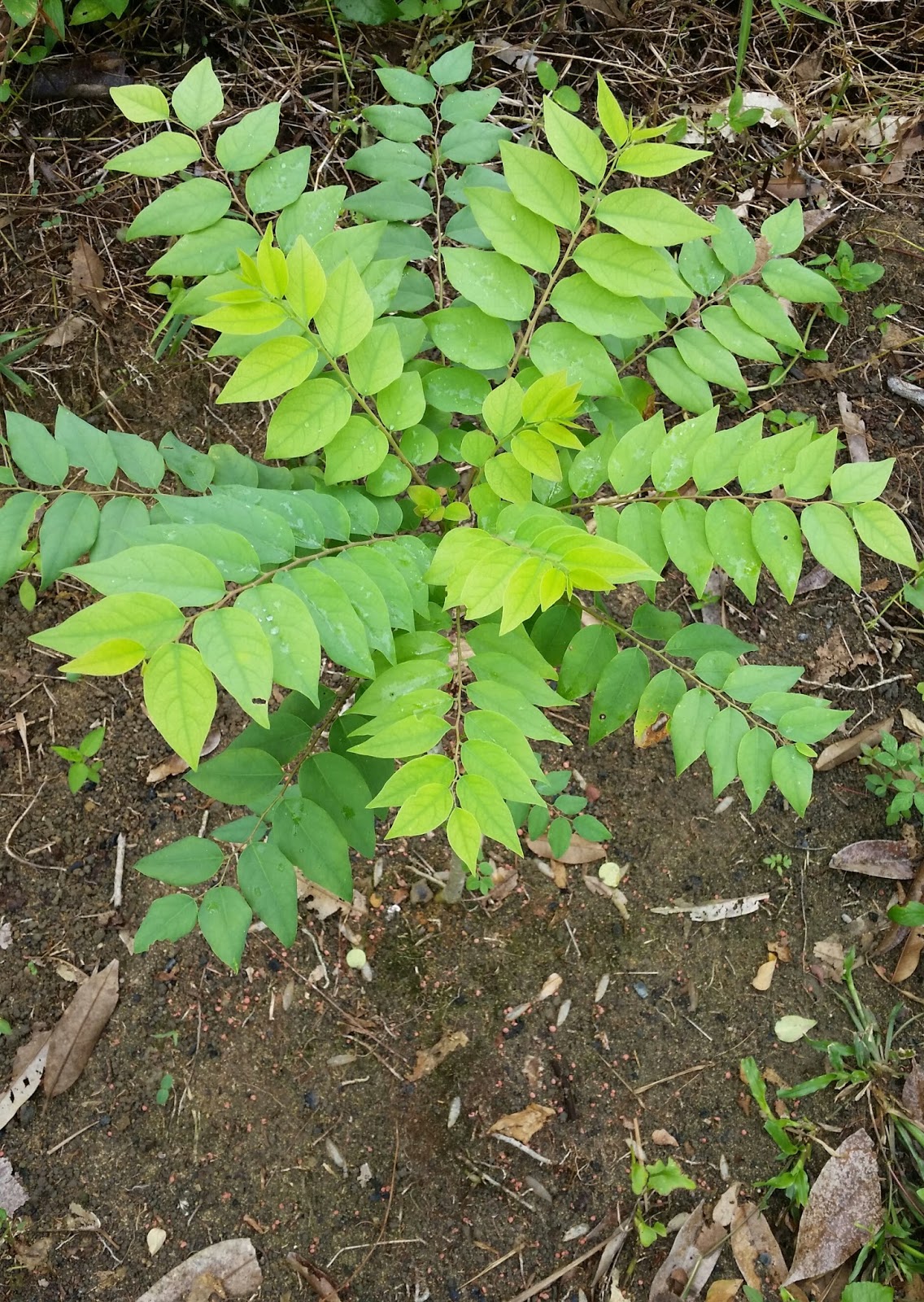 Warisan Petani: Pokok Cermai