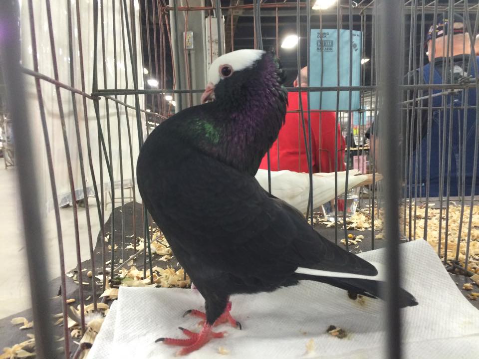 World of Pigeons and Doves: Mookee Pigeon