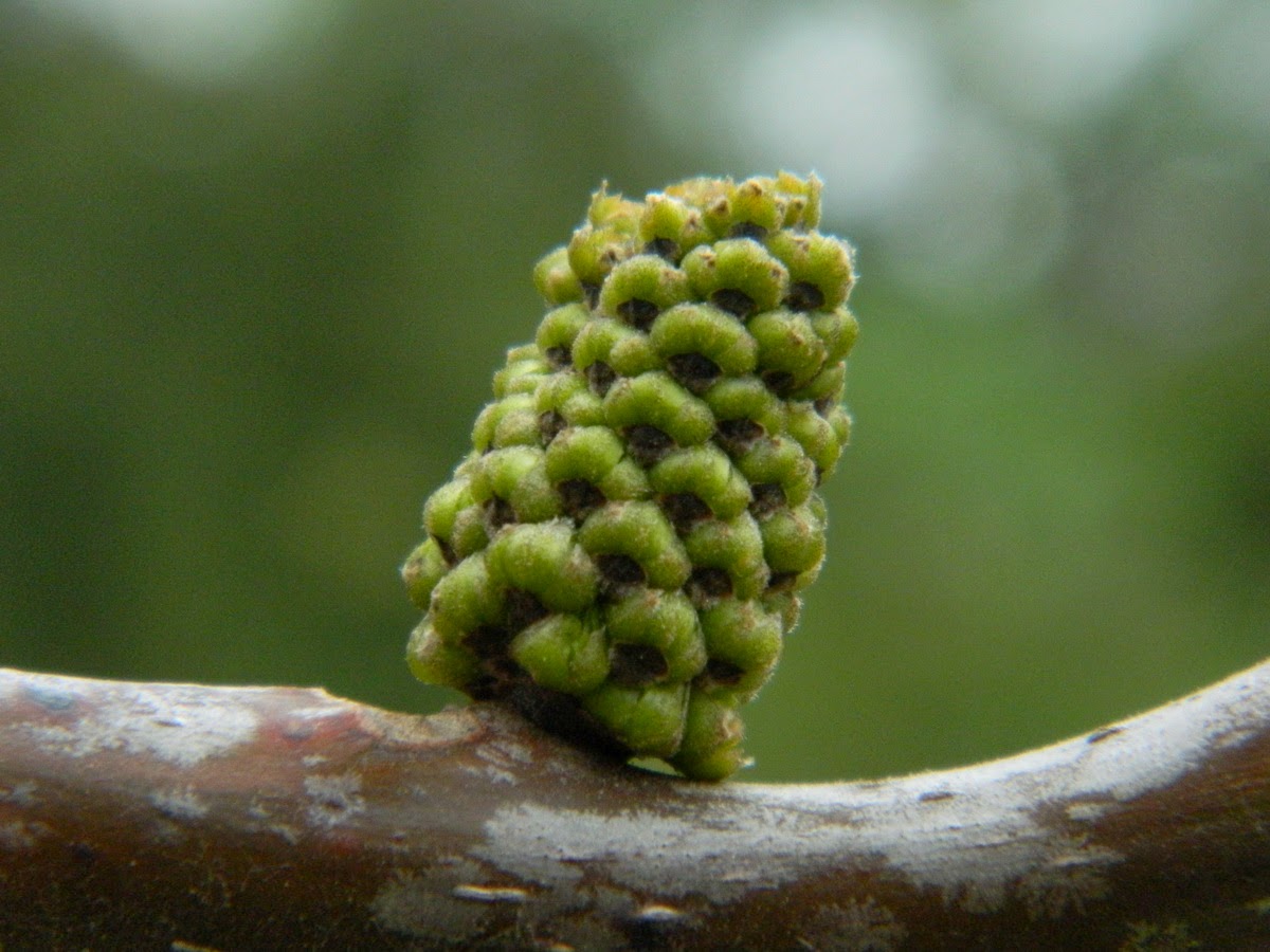 LA MULTI ANI, ROMANIA!: Muguri