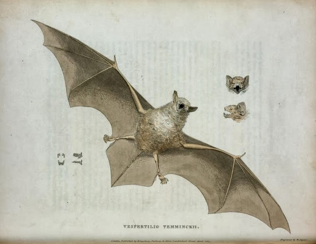 Antique Bat Illustration Prints!