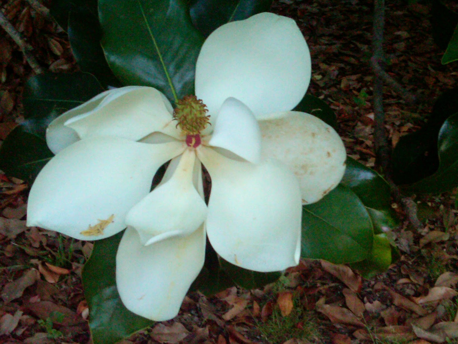 Memphis Trees: Magnolia Moon