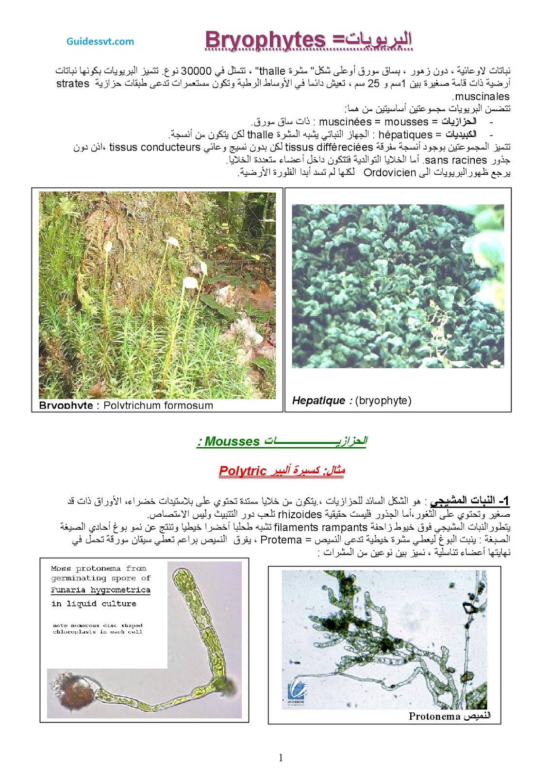 freesvt : التوالد الجنسي عند الحزازيات = La reproduction sexuée chz les ...