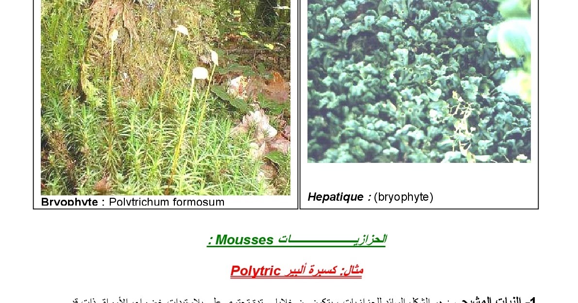 freesvt : التوالد الجنسي عند الحزازيات = La reproduction sexuée chz les ...