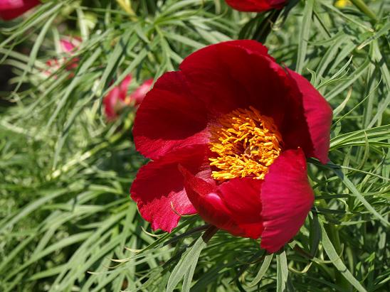 rohenäpp: Pojeng (Paeonia)