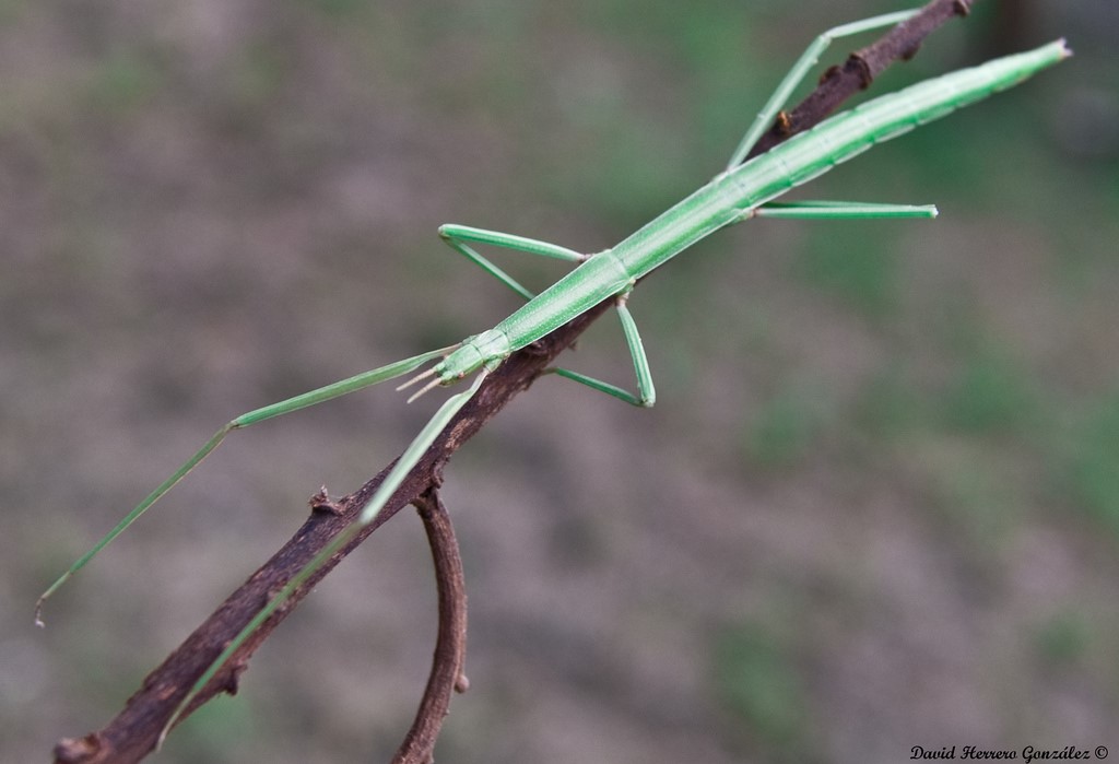 FAUNA-CERCANA: 9 - Algunos INSECTOS terrestres frecuentes en la región ...