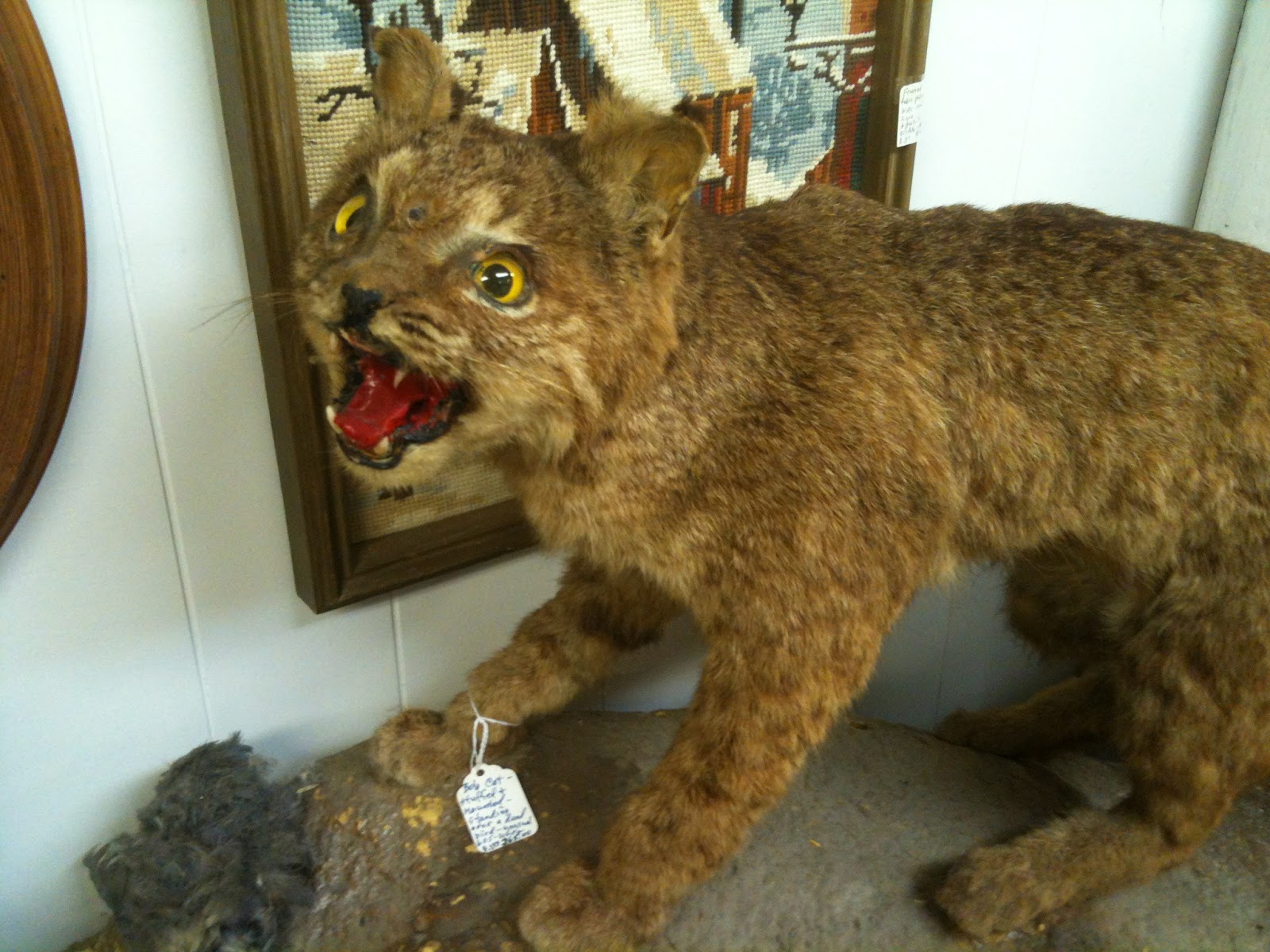 Pocketful of Ginch: ANGRY BOBCATS!