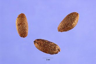 Fruit Seeds of Southern Michigan: Berberis thunbergii -- Japanese Barberry