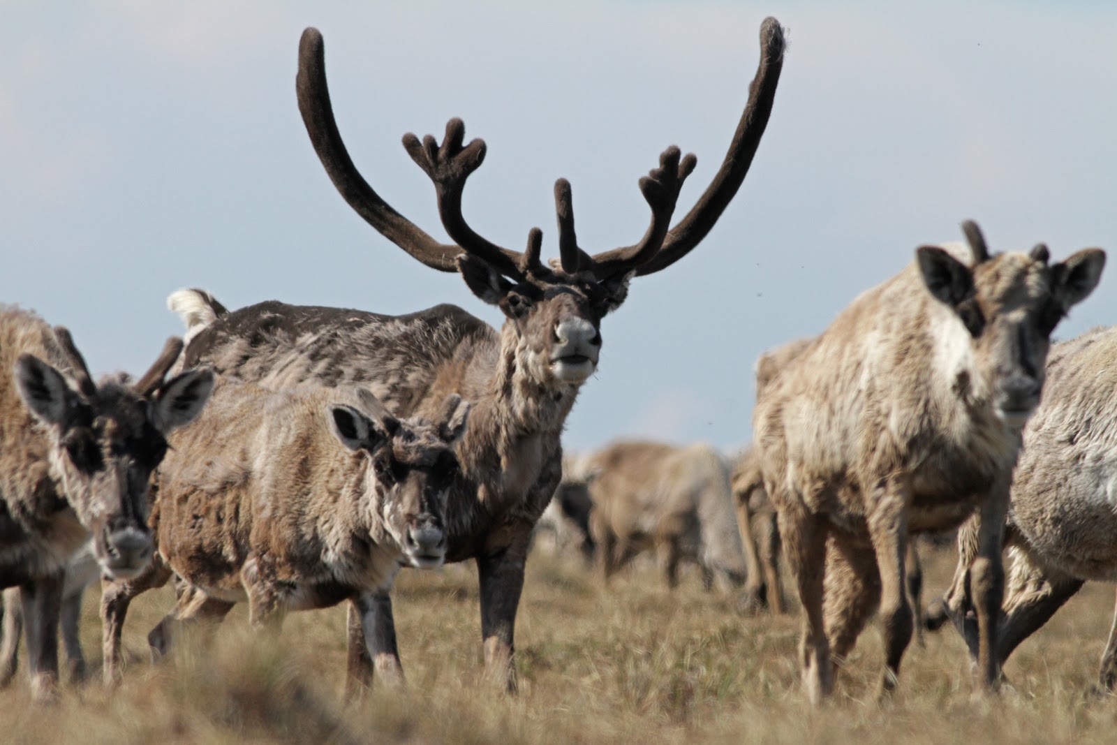 Birding Across the World: July 2 - two people fly out, caribou ...