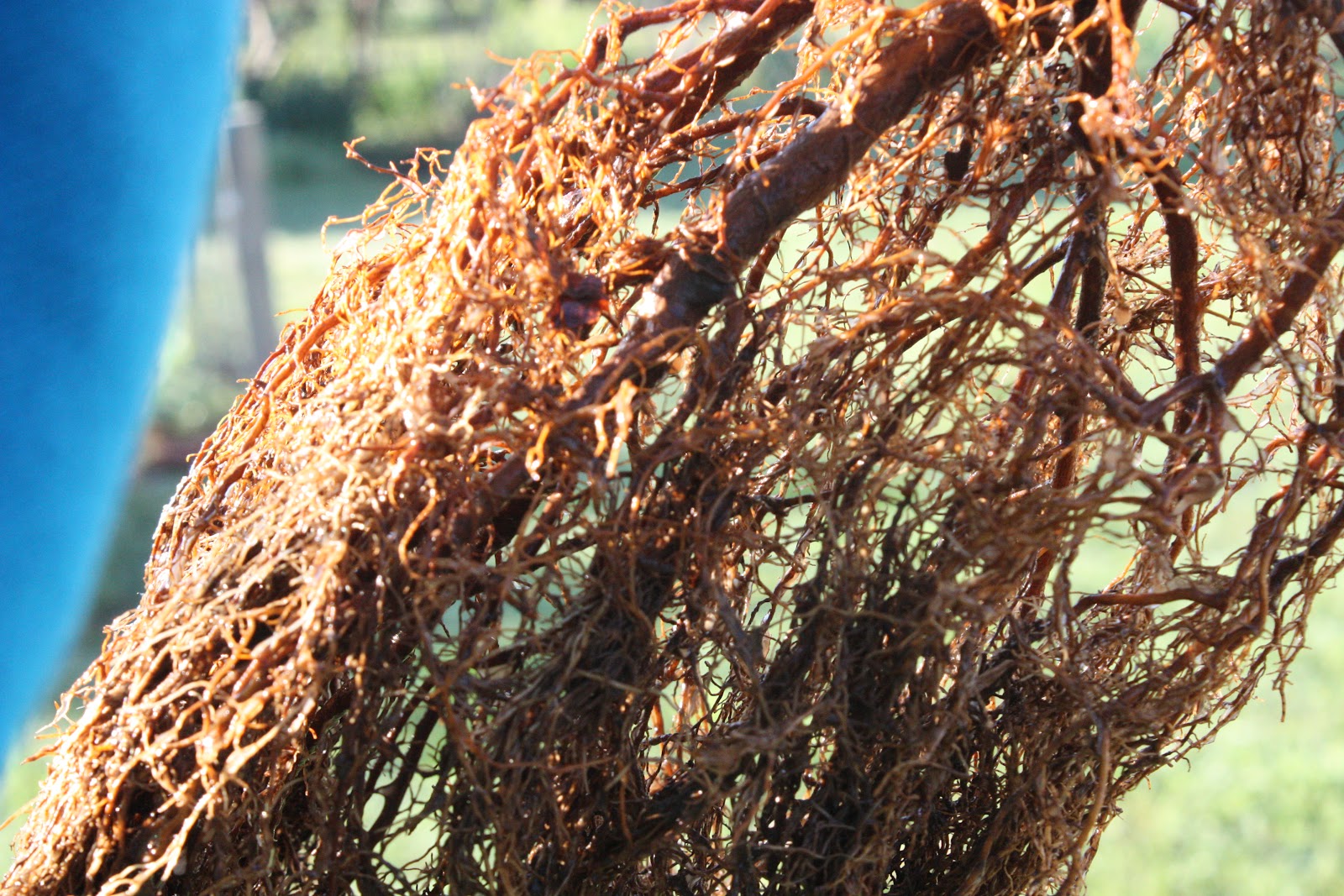 Common Ninebark (Atlantic Ninebark) or Physocarpus opulifolius is a ...