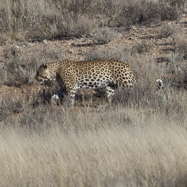 SIDECAR: The Twee Rivieren Leopard