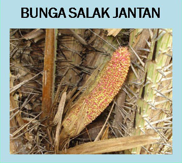 Jangan Lewatkan! Gambar Bunga Salak Jantan Dan Betina Terbaik ...