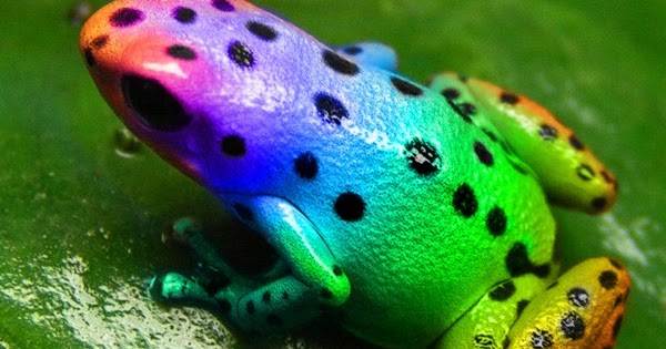 FAUNA EXÓTICA: RANA EXÓTICA