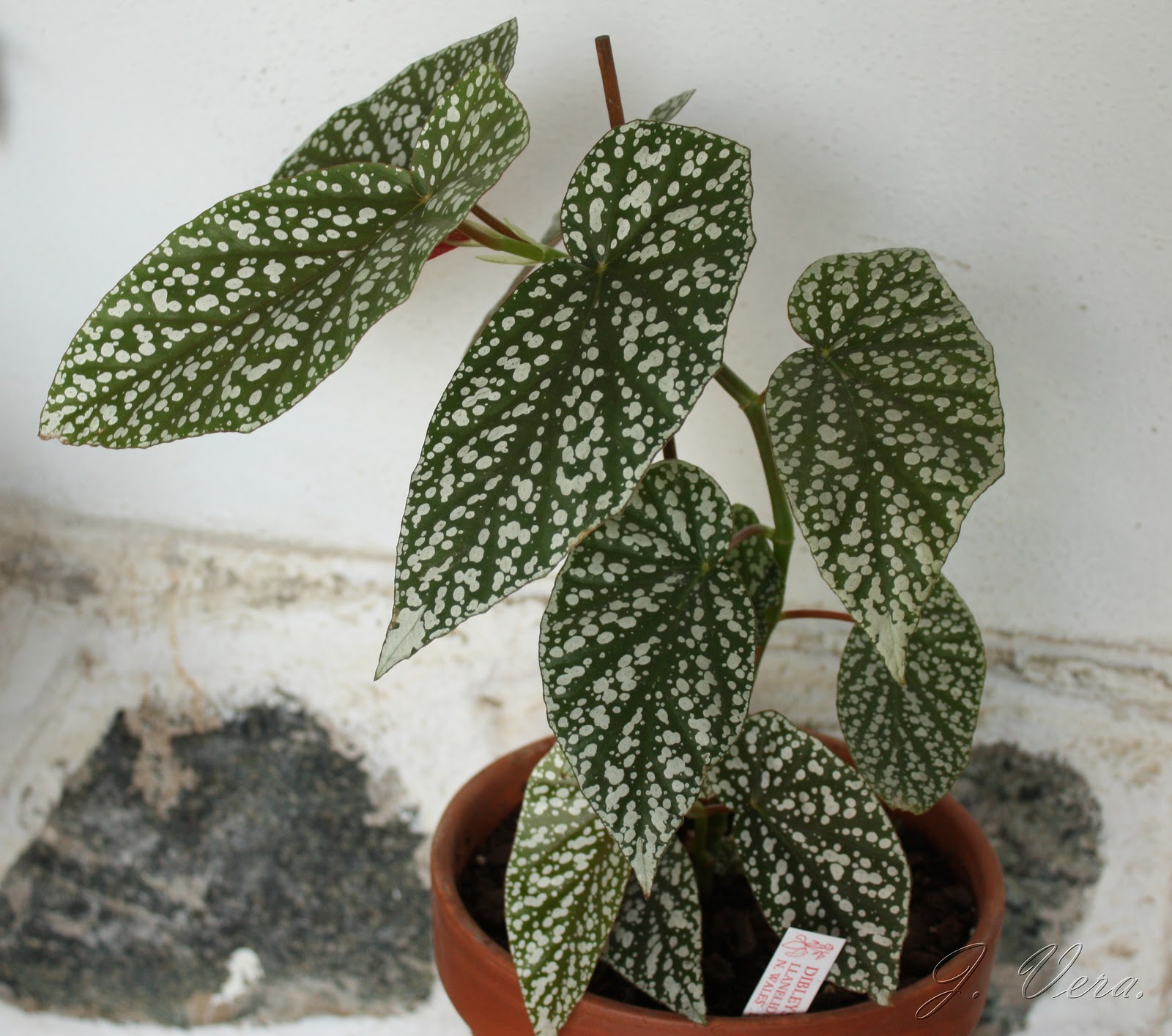 Un jardín en Málaga: Begonia Snowcap