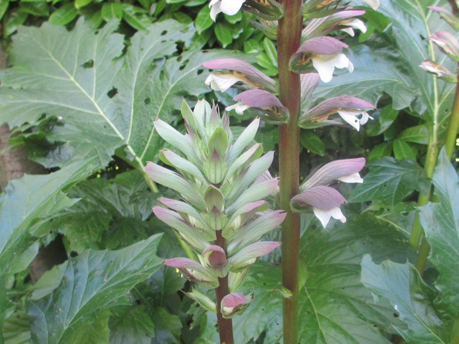 Acanto (Acanthus mollis), una Pianta dall'Aspetto Tropicale Usata in ...