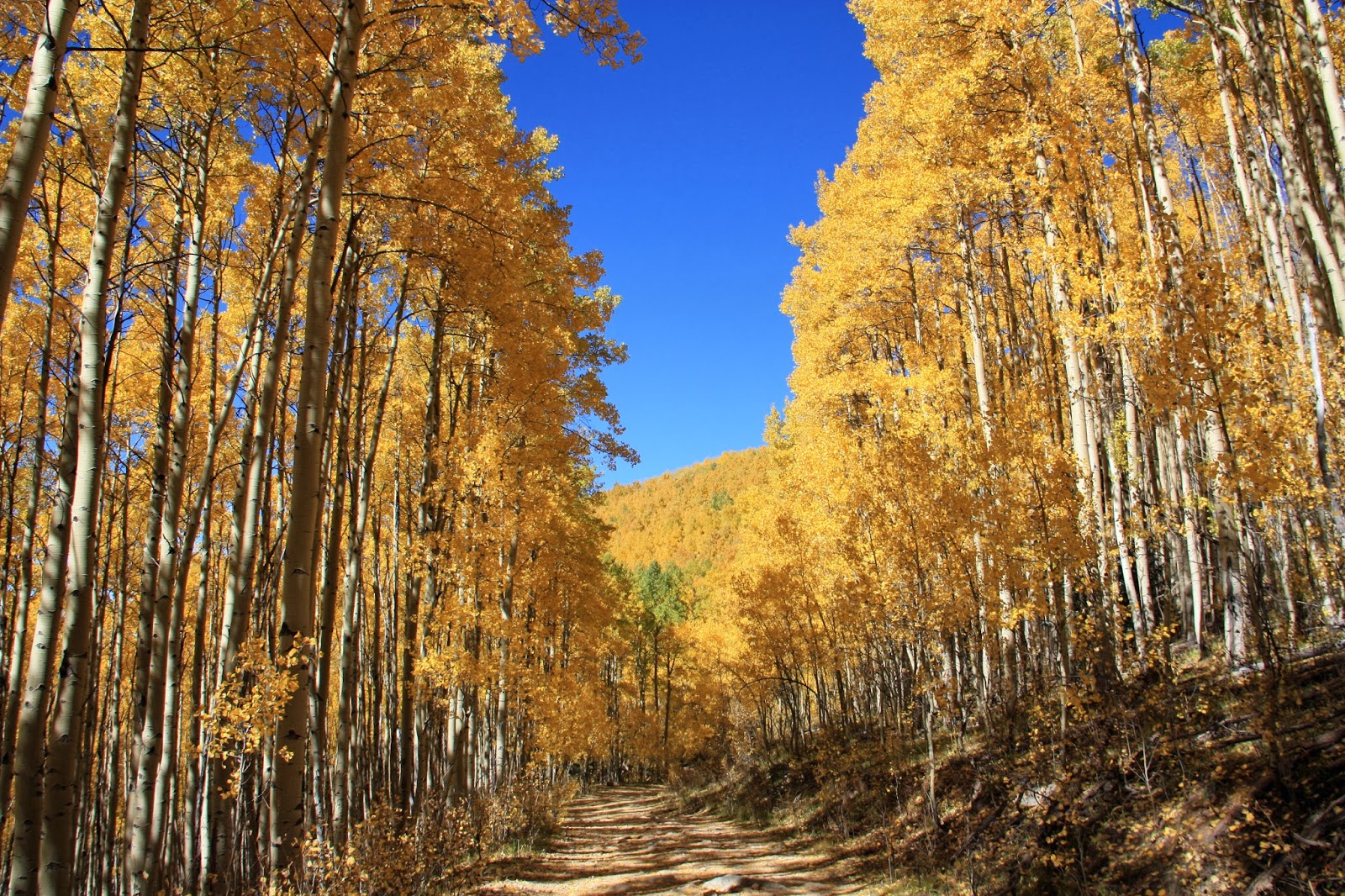 A is for Adventure: Fall Foliage at Aspen Vista (Santa Fe, NM)