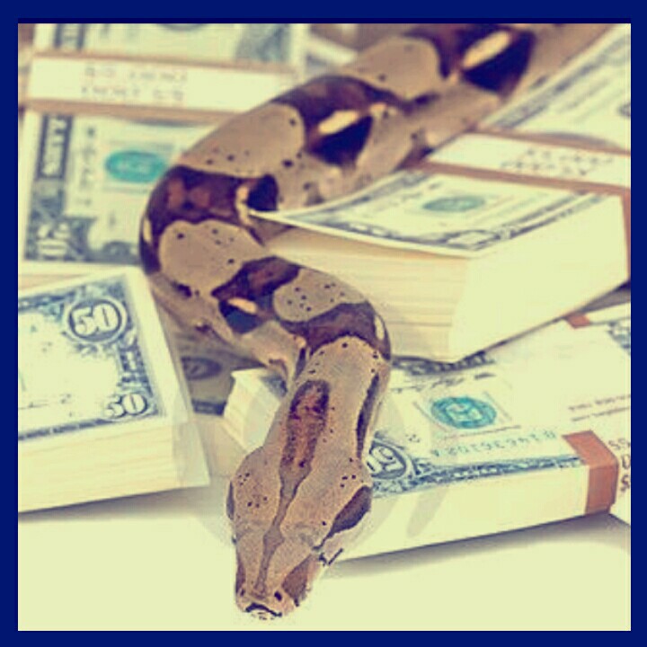 Superstitions and the Thieving, Moneyvorous Snake in Benue - Notes From ...