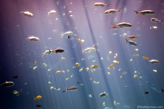 BadAperture Photography: Fish in Sunlight at Georgia Aquarium