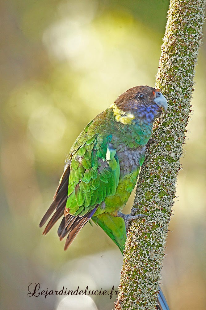 Perruche à collier jaune (Australian Ringneck, Barnadius zonarius)