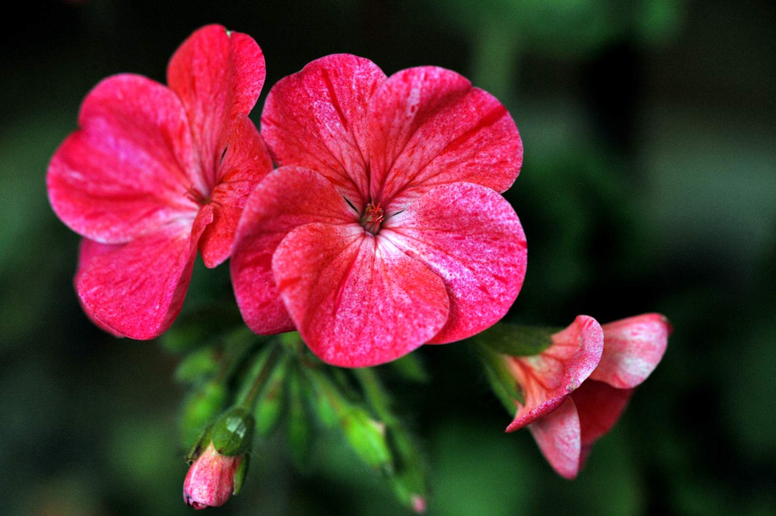 Things: Nowruz flowers for everybody!