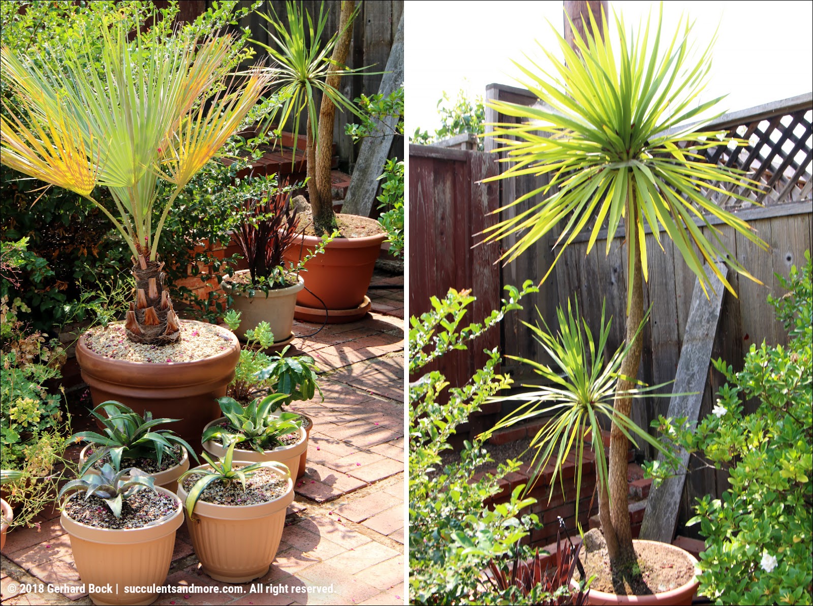 Around the world on 6,000 sq.ft.: Brian's miniature botanical garden