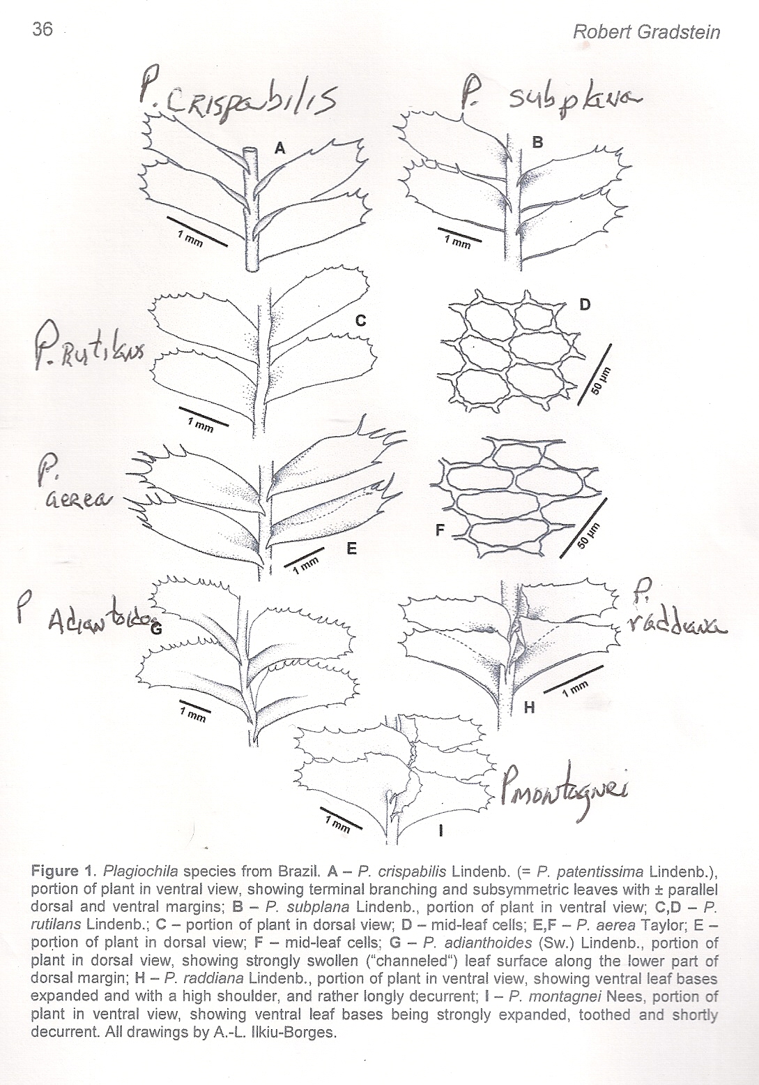 Flora de Puerto Rico Ilustrada Papo Vives: HEPÁTICAS FOLIOSAS ...