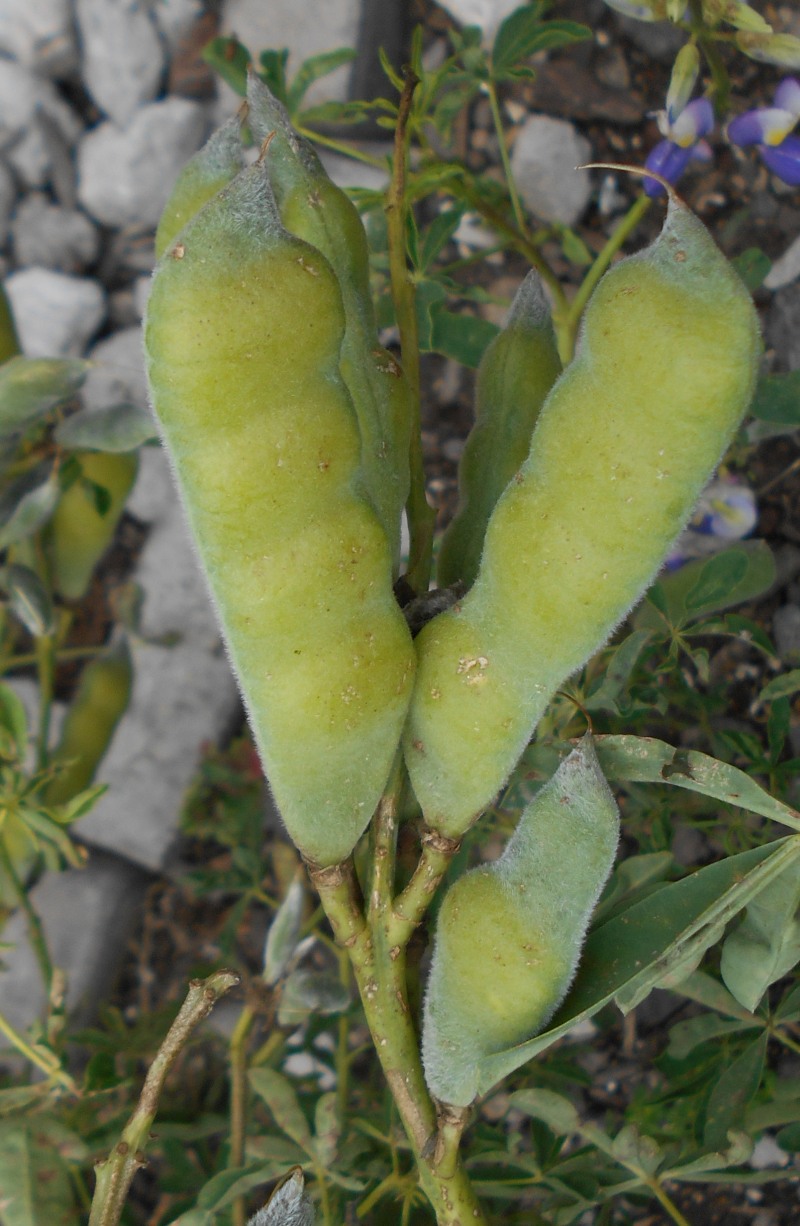 El cuexcomate: Chochos