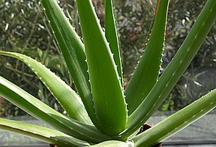 Edible Plants of Wellington, NZ: aloe vera