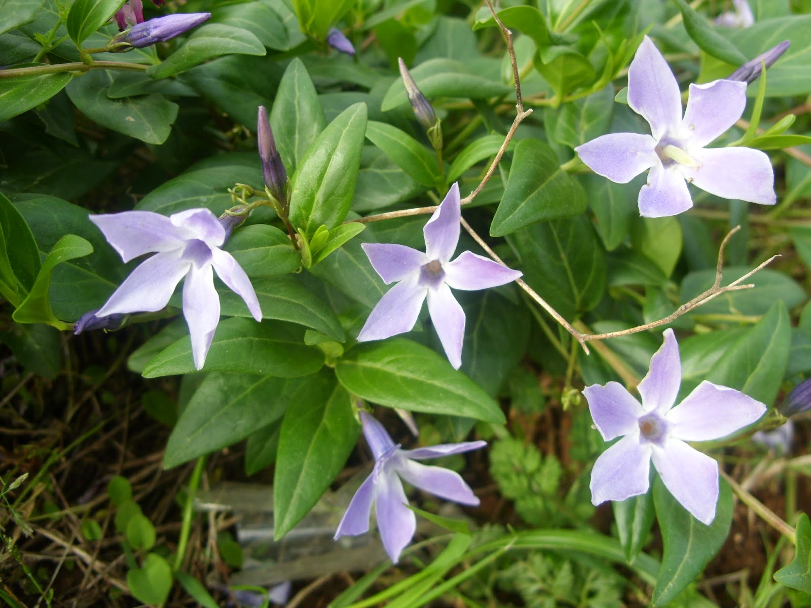 Jardim Autóctone: Erva-da-inveja (Vinca difformis)