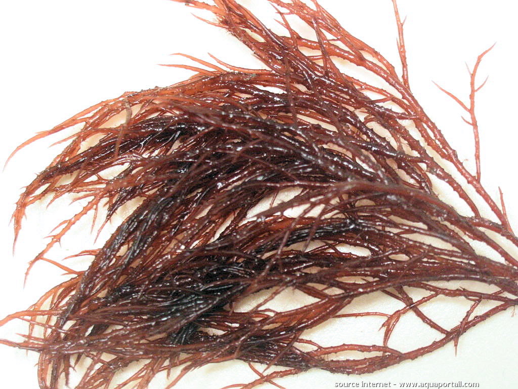 Know Your Seaweed! ~ Gracilaria veruccosa - SEAWEED UNDIP