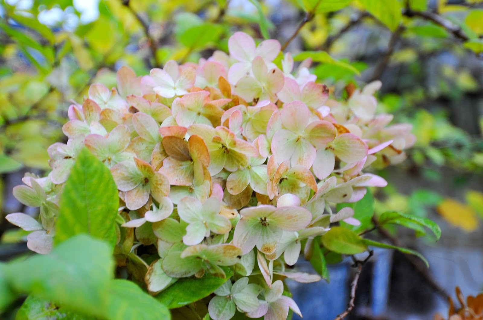 Sassy's Photography: Random Photos - Flowers