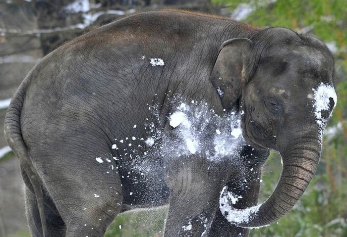Elephants Playing in Snow at the Berlin Zoo - Wallpapers Collection