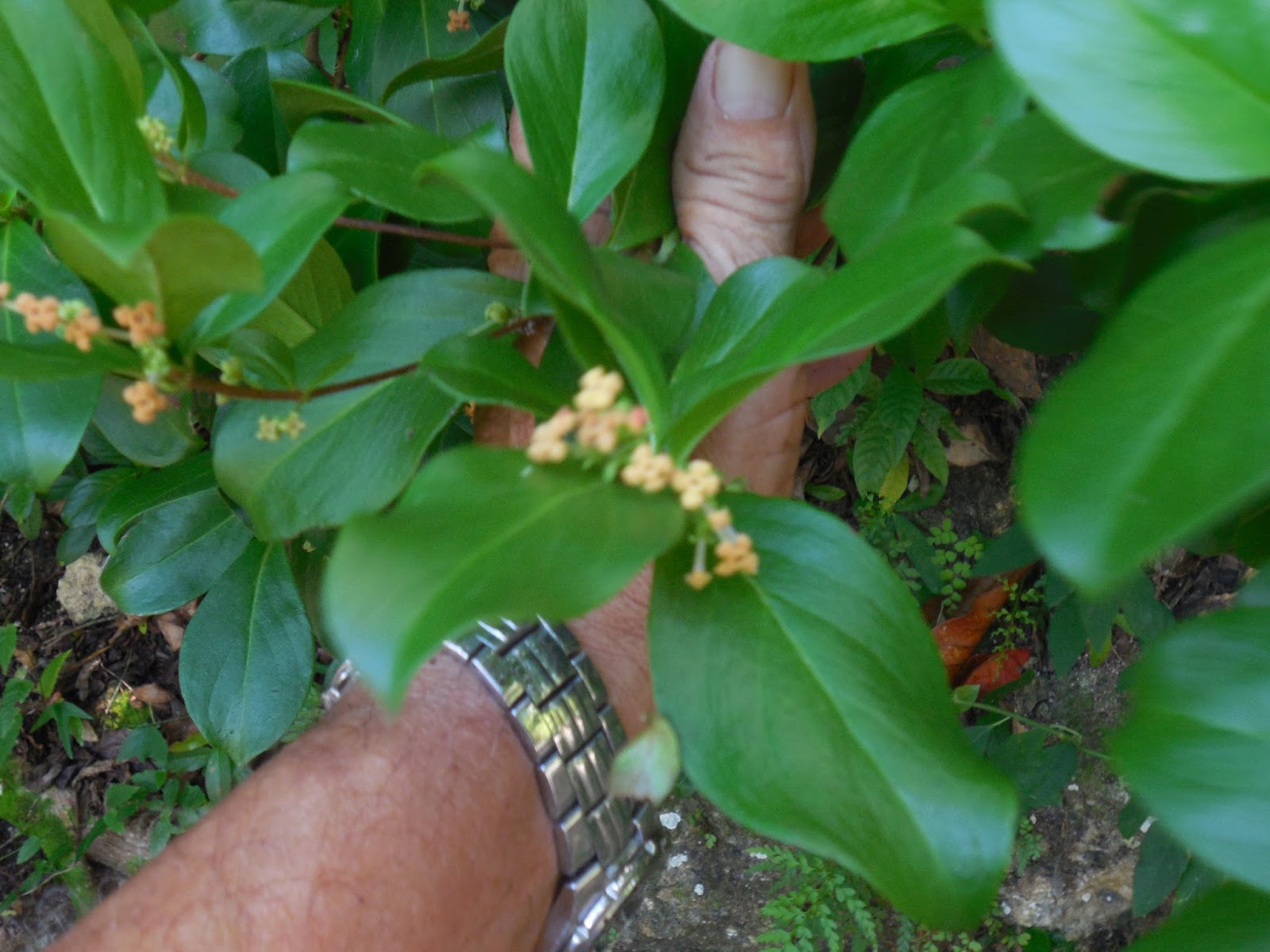 INVENTARIO DE ESPECIES EN EL SECTOR EL PASTILLO ISABELA, PUERTO RICO ...