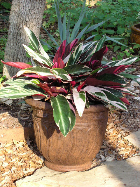 The Lazy Shady Gardener: Rise & Fall of the Tricolor Ginger